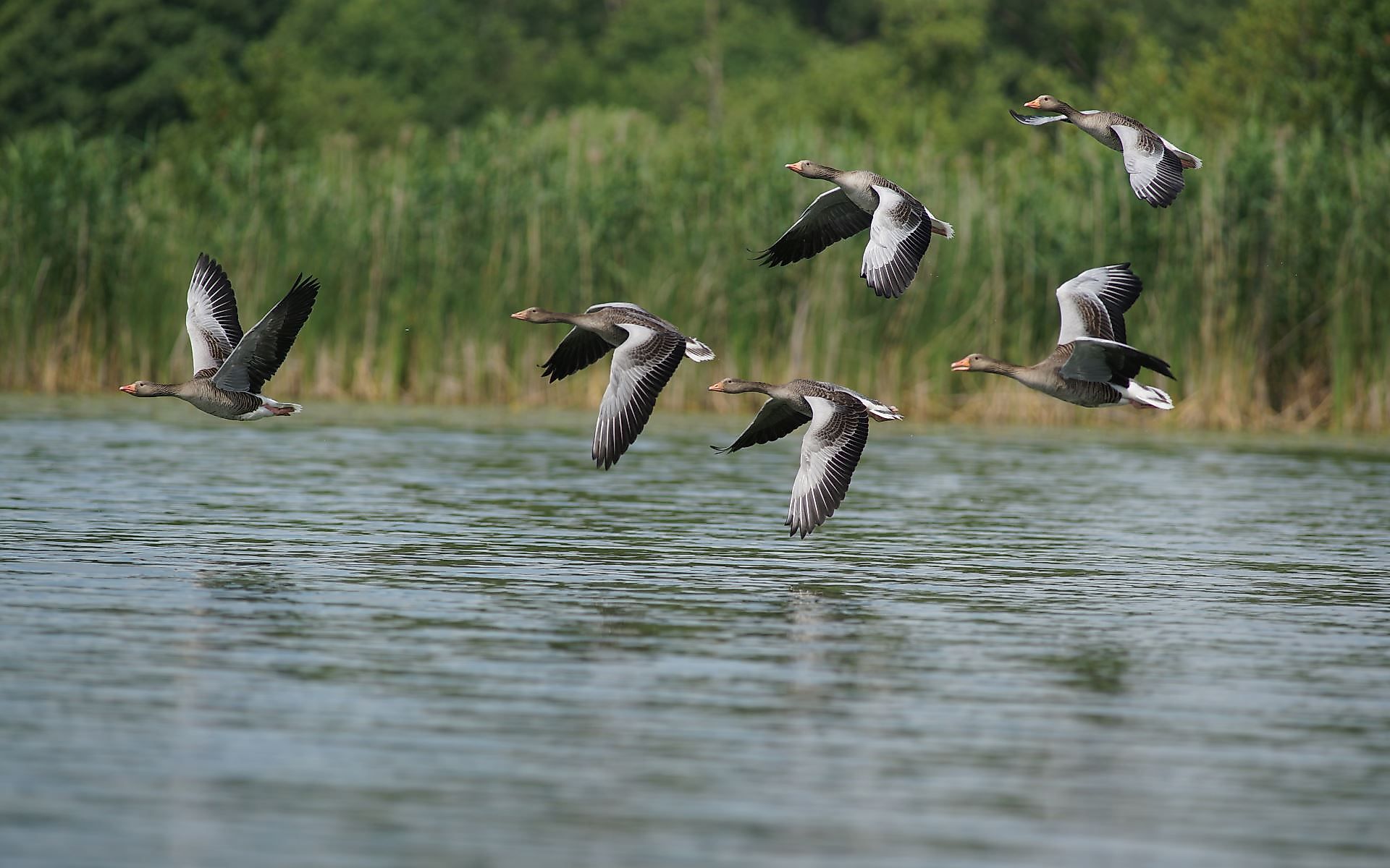 Nature adventure - Bird watching in Brandenburg
